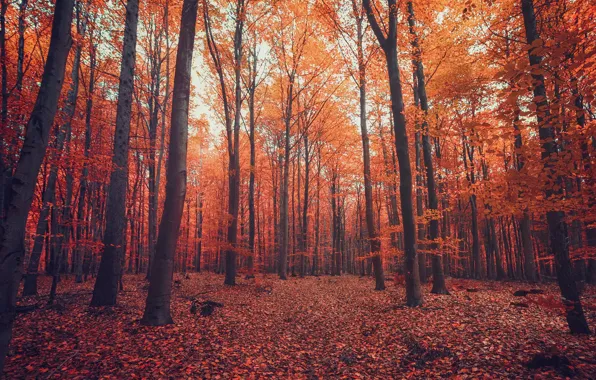 Download wallpaper autumn, forest, nature, section nature in resolution ...