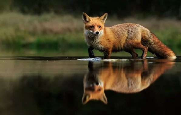 Wallpaper look, reflection, Fox, pond for mobile and desktop, section ...