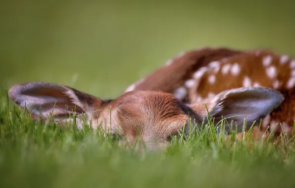 Wallpaper nature, background, fawn, WhitetailDeer for mobile and ...