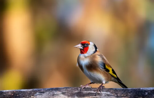 Wallpaper bird, bokeh, goldfinch for mobile and desktop, section ...