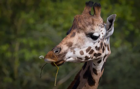 Wallpaper look, face, portrait, giraffe for mobile and desktop, section ...