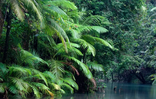 Download wallpaper forest, water, plant, Daintree national park ...