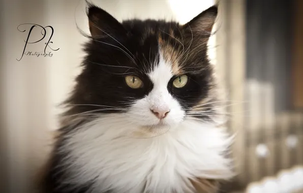 Wallpaper Look, Cat, Cat images for desktop, section кошки - download