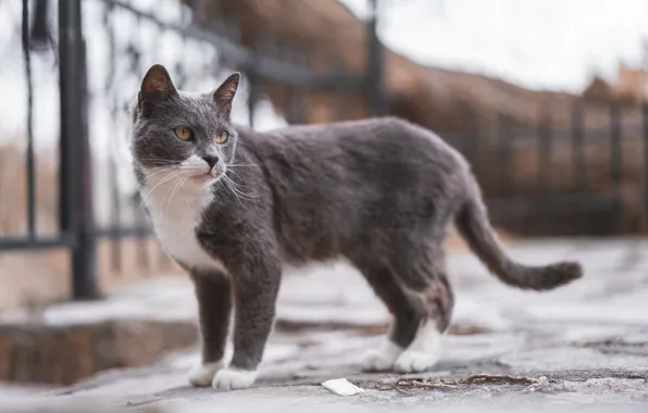 Wallpaper cat, cat, street images for desktop, section кошки - download