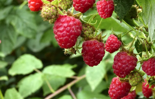 Wallpaper summer, raspberry, shrub for mobile and desktop, section ...