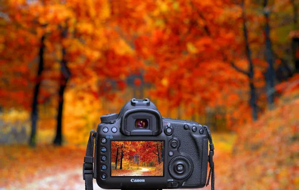 Wallpaper Nature, Autumn, Trees, Forest, The camera, Landscape, Canon ...