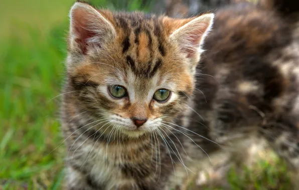 Wallpaper look, cutie, Kotenok for mobile and desktop, section кошки ...
