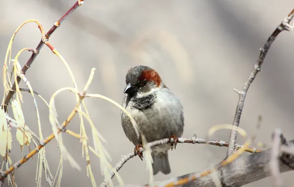 Wallpaper branches, nature, background, bird, Sparrow for mobile and ...