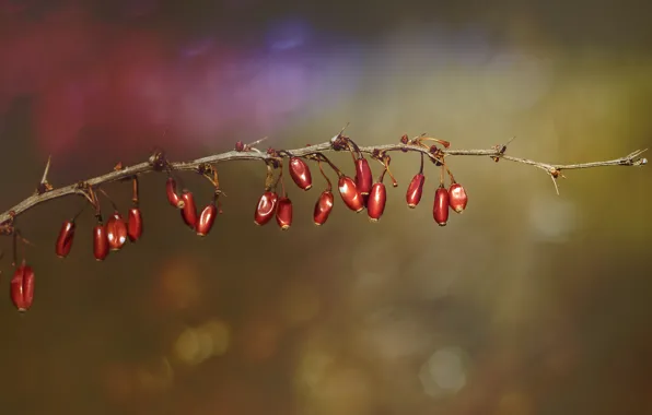 Wallpaper autumn, berries, background, branch, fruit, bokeh, barberry ...