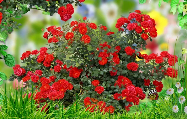 Wallpaper Graphics, Flowers, Roses for mobile and desktop, section ...