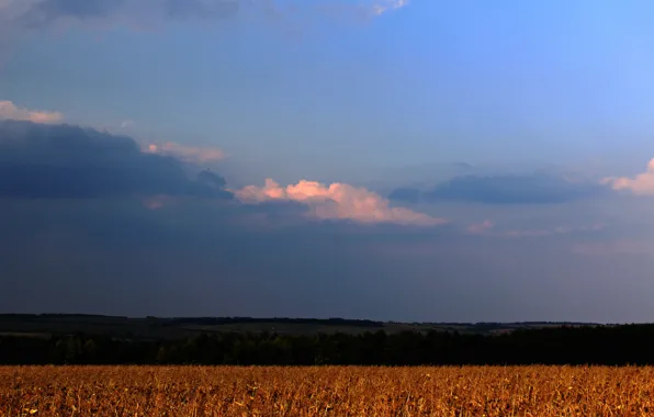 Wallpaper summer, the sun, sunset, clouds, nature for mobile and ...