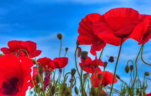 Wallpaper the sky, flowers, blue, stems, bright, Mac, Maki, treatment ...