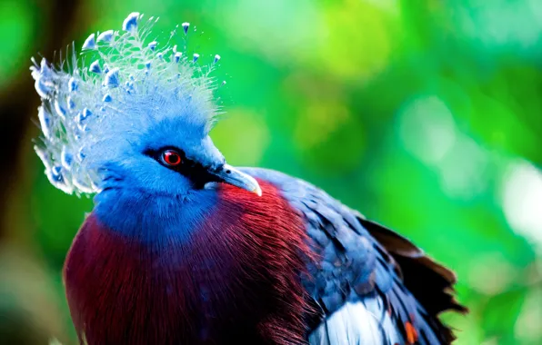 Wallpaper nature, bird, proboscis for mobile and desktop, section животные, resolution 2048x1365 ...