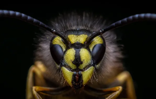 Wallpaper macro, insect, Symmetrical wasp images for desktop, section ...