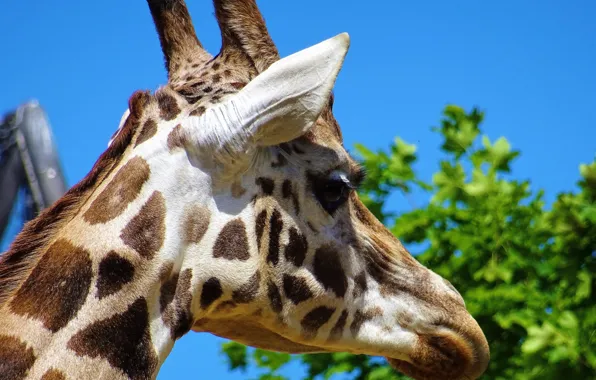 Download wallpaper eyes, close-up, giraffe, close-up, eyes, blue sky ...
