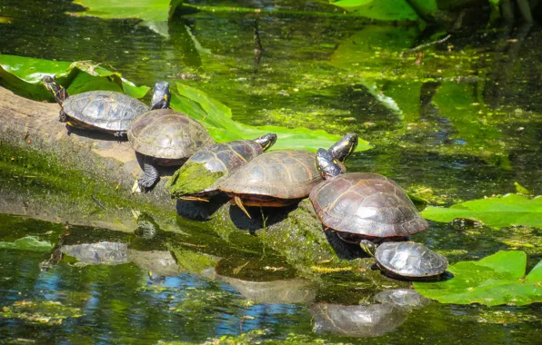 Download wallpaper swamp, turtles, duckweed, section animals in ...