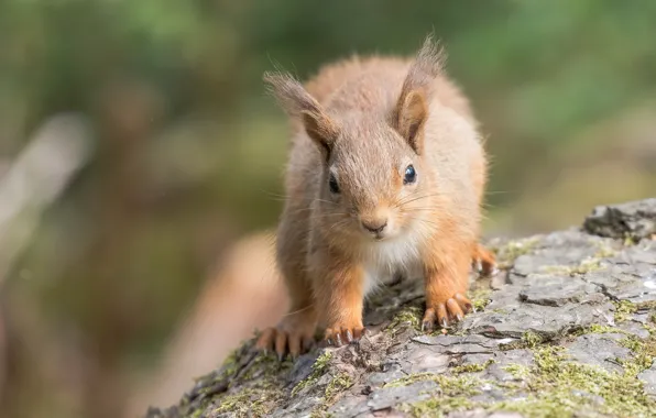 Download wallpaper nature, interest, Protein, section animals in ...