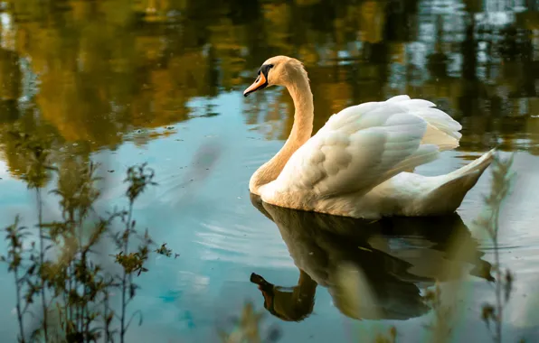 Download wallpaper autumn, white, water, light, reflection, bird, Swan ...