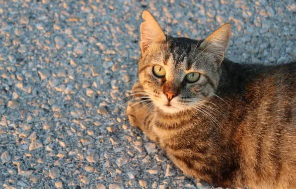 Wallpaper cat, look, Kote for mobile and desktop, section кошки ...