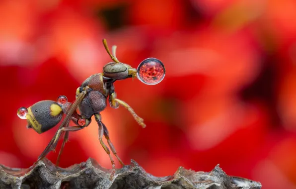 Download wallpaper drops, Rosa, OSA, insect, section macro in ...