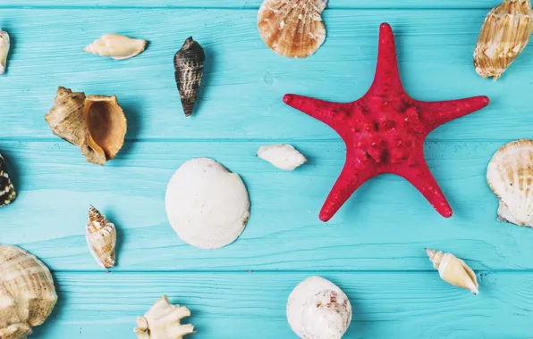 Wallpaper Summer, shell, blue background, Starfish for mobile and ...