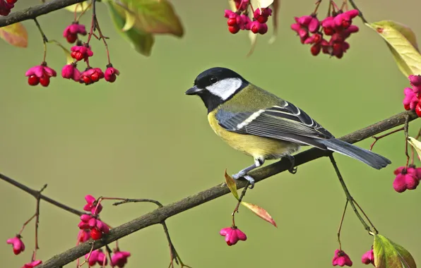 Wallpaper branches, berries, bird, tit for mobile and desktop, section ...