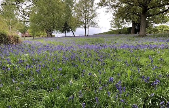 Wallpaper flowers, glade, spring, Scotland for mobile and desktop ...
