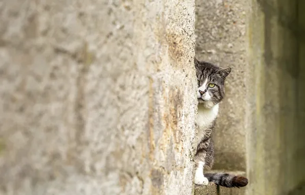 Download wallpaper cat, cat, look, nature, pose, face, section cats in ...