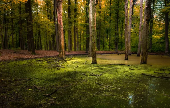 Wallpaper forest, summer, Priroda for mobile and desktop, section ...