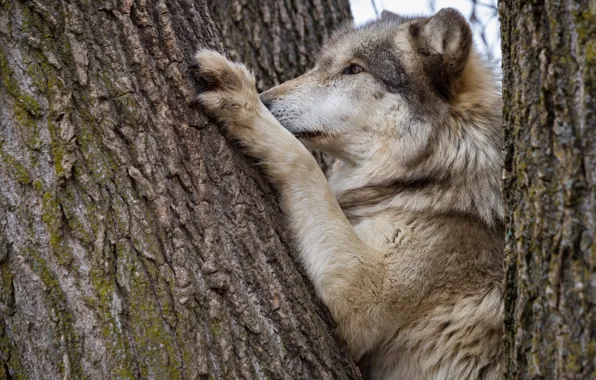 Wallpaper face, tree, wolf, predator, paws, trunk, bark for mobile and ...