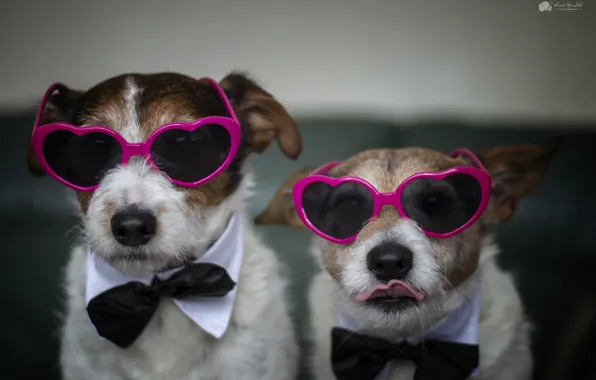 Download wallpaper dogs, house, glasses, section dog in resolution ...