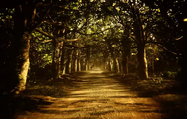 Wallpaper forest, resident evil 7, tell me aunt rhody for mobile and ...