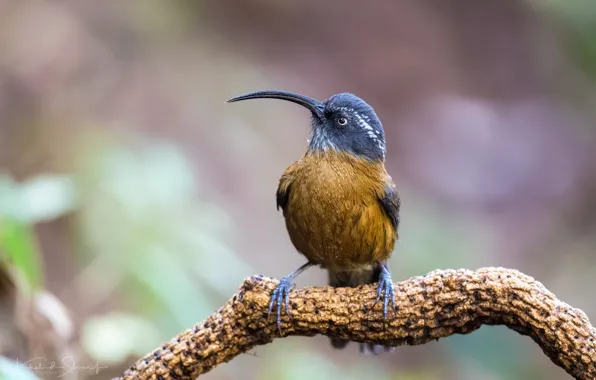 Wallpaper bird, branch, beak, the Sunbird for mobile and desktop ...