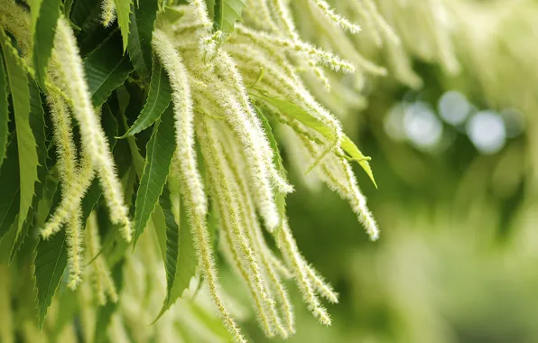 Wallpaper greens, leaves, macro, nature, plant, Castanea crenata images ...