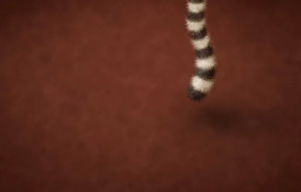 Wallpaper background, texture, fluffy, art, tail for mobile and desktop ...