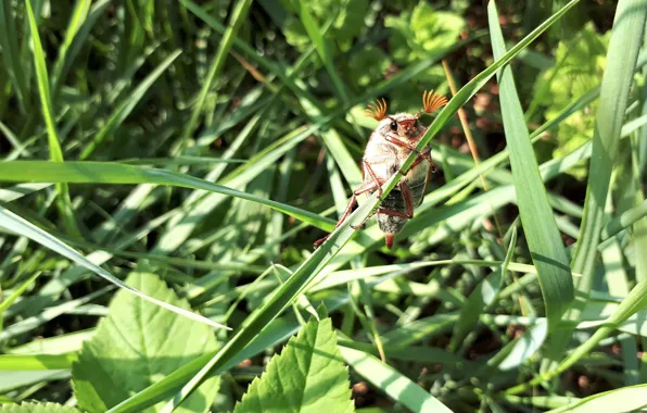 Wallpaper greens, grass, nature, spring, chafer for mobile and desktop ...