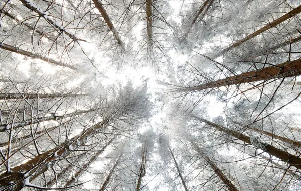 Wallpaper trees, nature, background for mobile and desktop, section ...