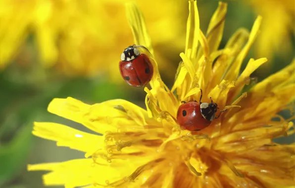 Wallpaper macro, flowers, two, ladybug, yellow, bugs, a couple ...