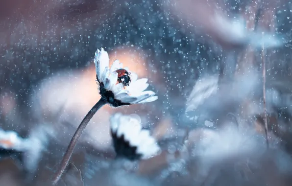 Wallpaper FLOWER, DAISY, LADYBUG for mobile and desktop, section макро ...
