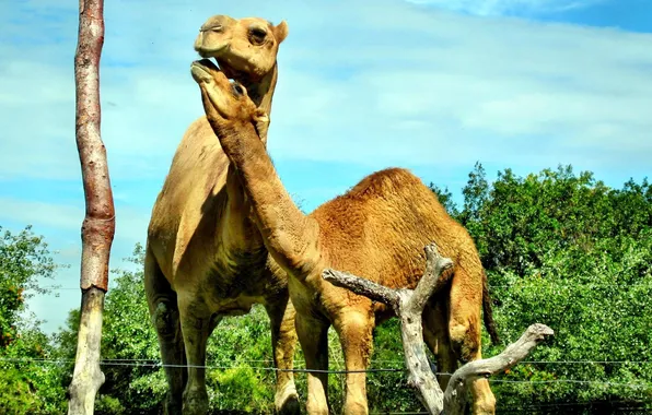 Wallpaper love, camel, pair for mobile and desktop, section животные ...