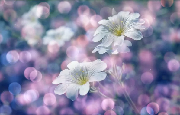 Wallpaper white, flower, spring for mobile and desktop, section природа ...