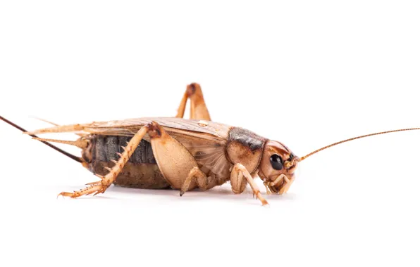 Wallpaper legs, insect, cricket for mobile and desktop, section макро ...