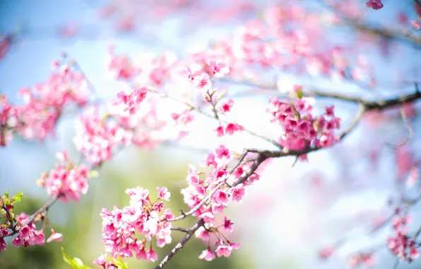 Wallpaper flowers, branch, buds, bokeh for mobile and desktop, section ...