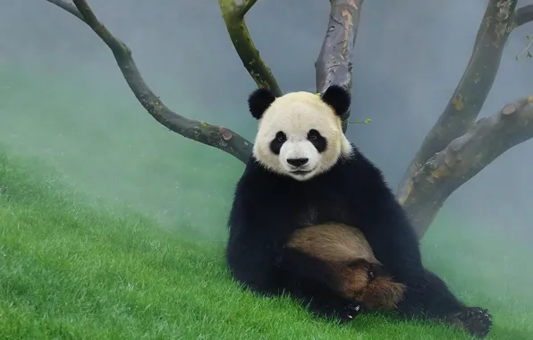 Wallpaper grass, nature, tree, bear, Panda, bear for mobile and desktop ...