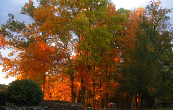 Wallpaper autumn, trees, nature, Park, Nature, trees, park, autumn for ...