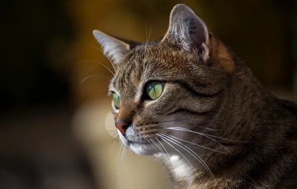 Download wallpaper eyes, cat, mustache, background, section cats in ...