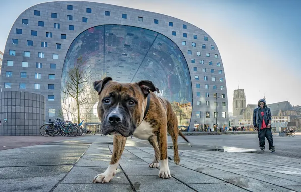 Wallpaper look, each, dog, Rotterdam, South Holland, Het Lage Land for ...
