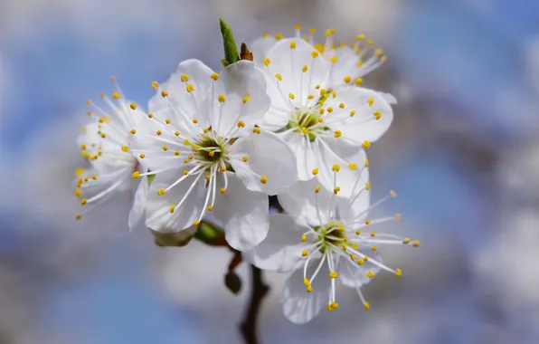 Wallpaper white, flower, spring for mobile and desktop, section природа ...