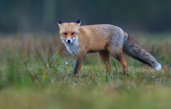 Wallpaper look, glade, Fox, walk for mobile and desktop, section ...