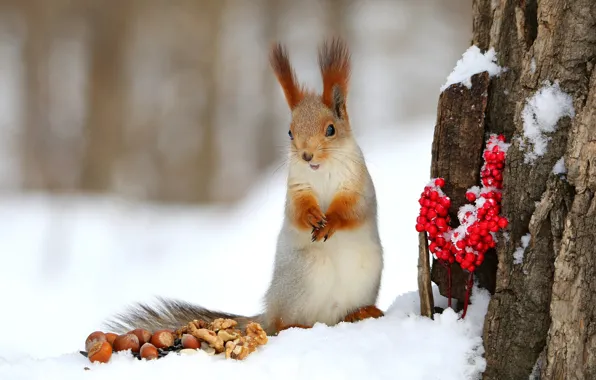 Wallpaper winter, snow, pose, berries, tree, legs, protein, bark for ...